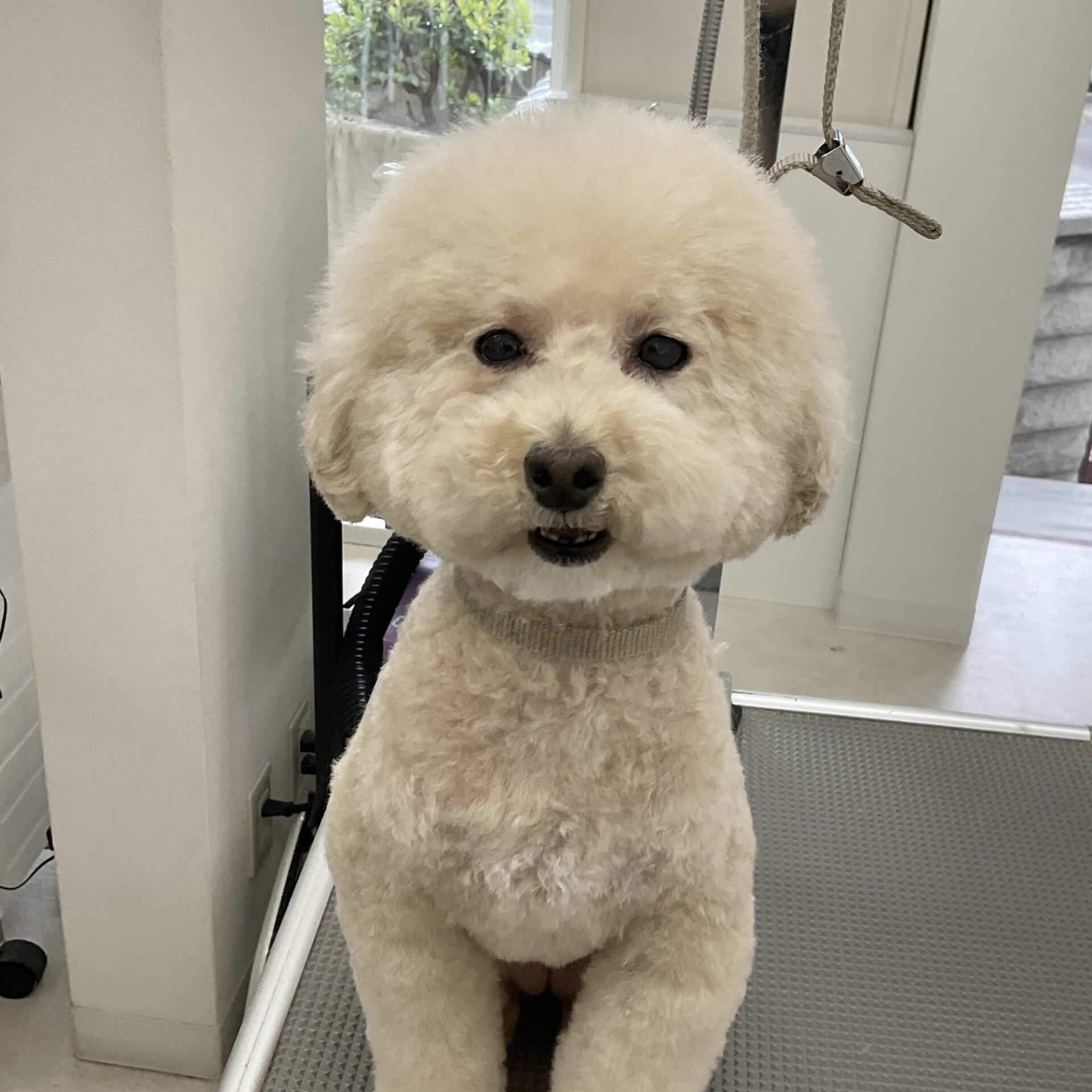 あんずちゃん | ドッグケアハウス